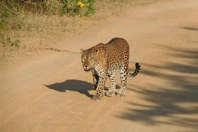 YALA SAFARI TOUR from Galle/Unawatuna/Mirissa/Tangalle/Ella - Analyzing the Experience: Pros and Cons