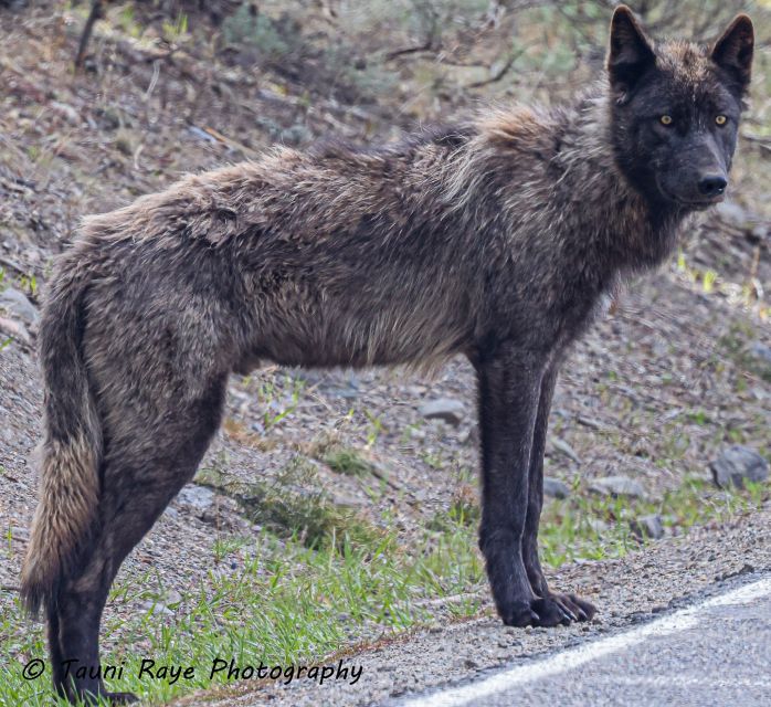 Yellowstone: Full-Day Private Guided Tour by Car with Lunch - Final Thoughts
