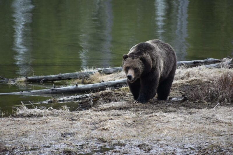 Yellowstone Wildlife Tours: From West Yellowstone Montana - What to Expect During the Tour