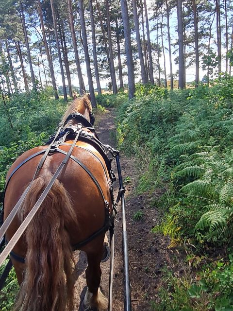 York: Horse Drawn Carriage Ride Around the Countryside York - The Itinerary and Experience Breakdown