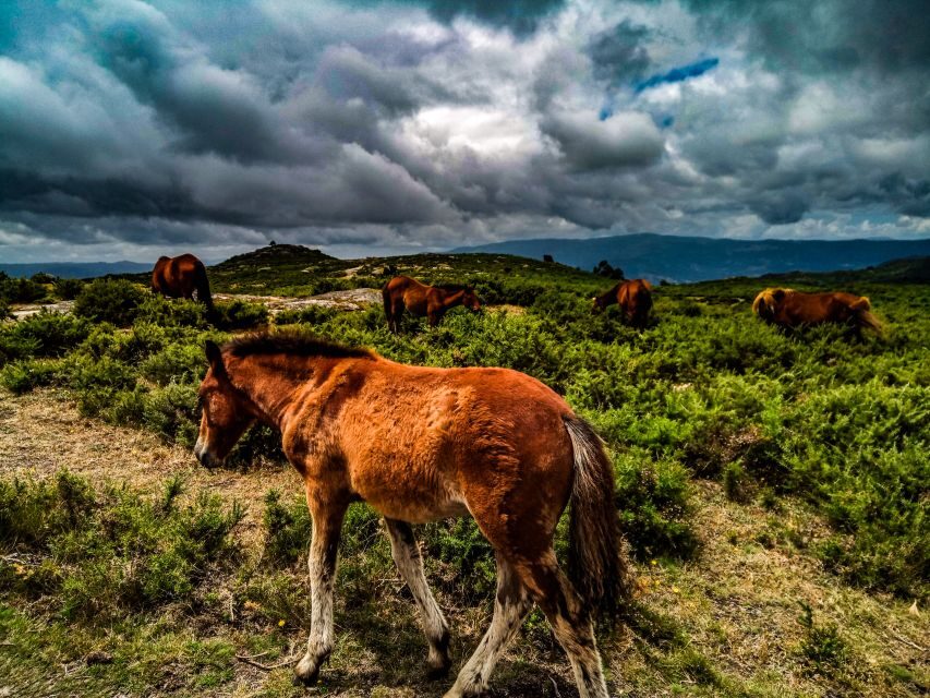 2h Buggy Tour  Arcos de Valdevez  Peneda Gerês - Who Will Love This Tour?