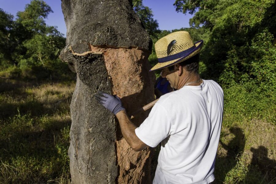2hr Cork Tour in a Jeep - The Scenic Journey Through Cork Forests and Beyond