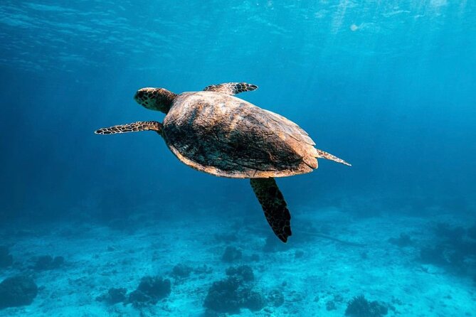 2x Snorkelling Phi Phi, Maiton, Maya Bay, khai islands tour - Key Points
