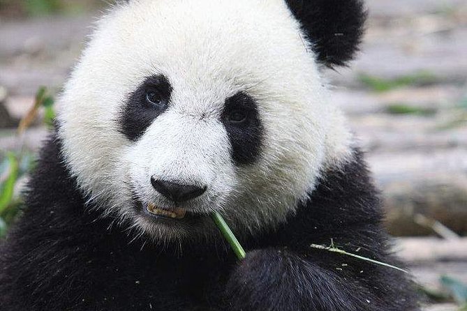 1-Day Chengdu Panda Base and Leshan Giant Buddha GROUP Tour - The Sum Up