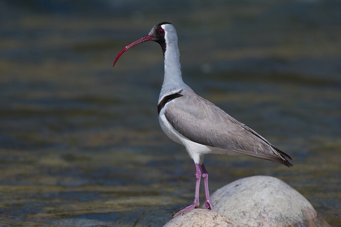 15-Day Bird Watching and Cultural Tour in Bhutan - The Sum Up