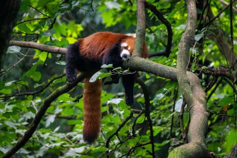2-Day Chengdu Sanxingdui Ancient Wonders Tour - The Panda Experience at Chengdu Research Base