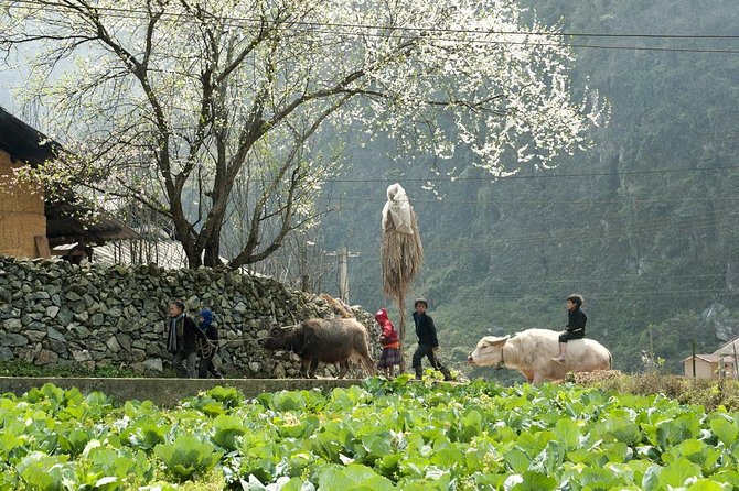 2 Days 1 night Sapa Tour from Hanoi by Limousine/Sleeper bus - Analyzing the Value: What Does $149.99 Get You?