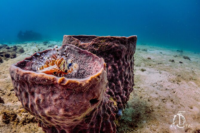 (2 Dives) Discover Scuba Diving Kota Kinabalu - Summary