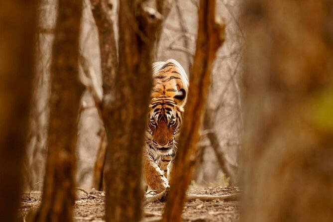 5 Day Private Tour of Tigers, Taj Mahal and Palaces from Cochin - The Sum Up