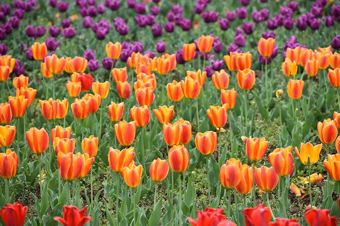 6 Days Private Tour in Kashmir - Final Thoughts: Who Is This Tour Best For?