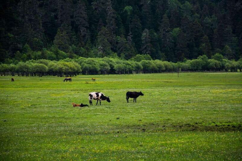 7-Day Yunnan Culture & Nature Tour - In-Depth Breakdown of the Itinerary