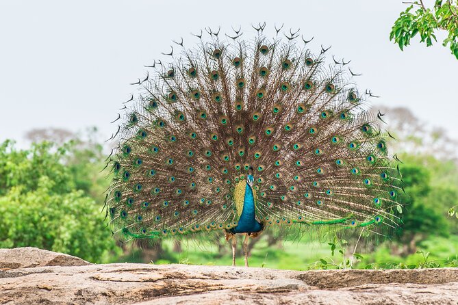 8 Nights 09 Days Simply Sri Lanka - Who Will Love This Tour?