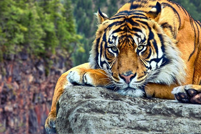Adventures Ranthambore Wildlife Safari Tour from Delhi with Safari Rides - Transportation, Accommodation, and Meals