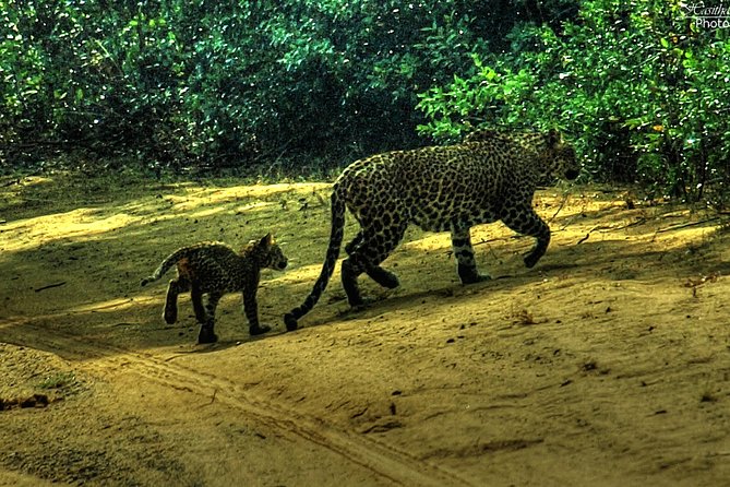 All inclusive Private safari at Wilpattu National park from Negombo - The Sum Up: Is It Worth It?