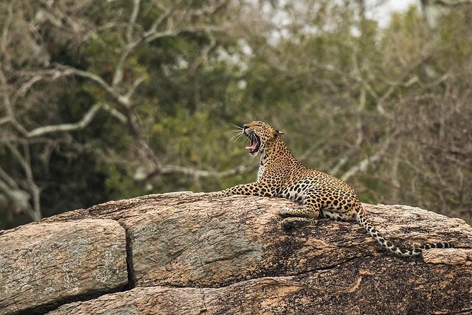 All Inclusive Yala National Park Jeep Safari from Colombo - Who Is This Tour Best For?