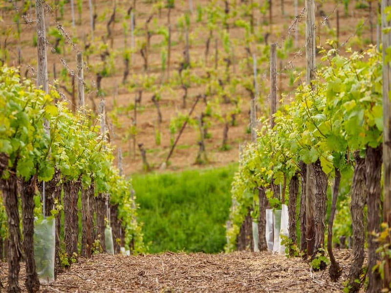 Alsace Half-Day Wine Tour from Strasbourg - The Guide and the Personal Touch
