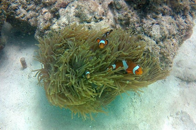 Amazing Krabi 7 Islands One Day Snorkeling Tour By Big Longtail Boat - FAQ: Your Questions Answered