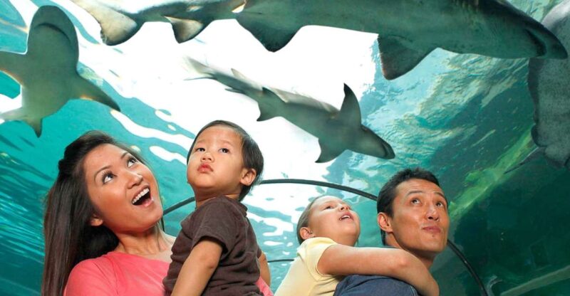 American Dream: SEA LIFE® Aquarium Entry Ticket - Cost and Value Analysis