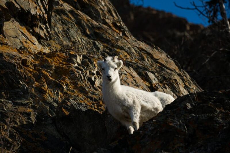 Anchorage: Turnagain Arm Highlights Photography Day Trip - Value and Pricing: Is It Worth It?