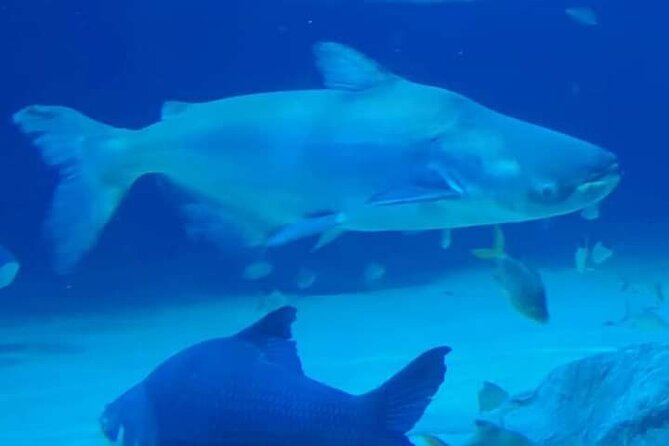 Angkor Wildlife & Aquarium Halfday tour - What Visitors Love Most