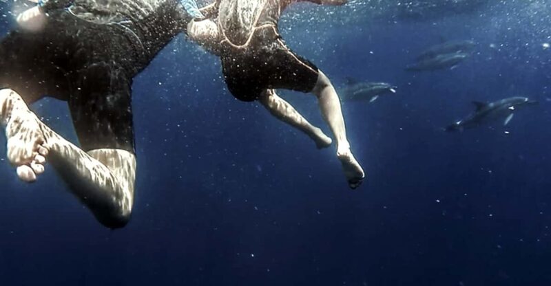 Azores: Swim with Dolphins Atlantic Experience - How the Itinerary Unfolds