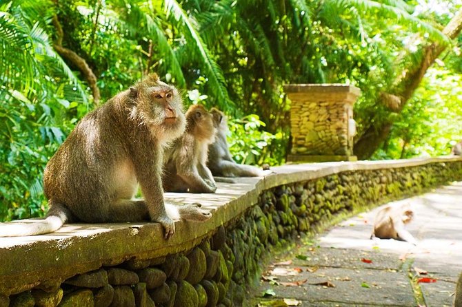 Bali Ubud Tour - Who Will Enjoy This Tour?