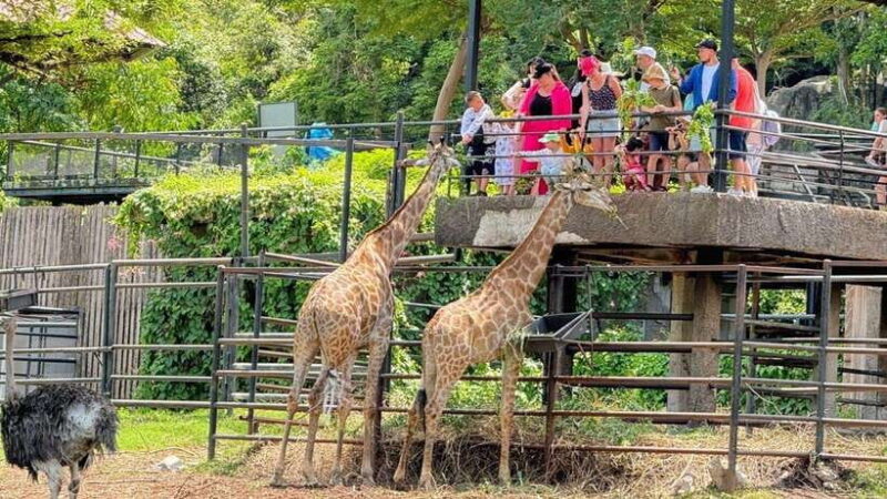 Bangkok: Elephant Sanctuary and Khao Kheow Open Zoo Tour - Is This Tour Worth It?