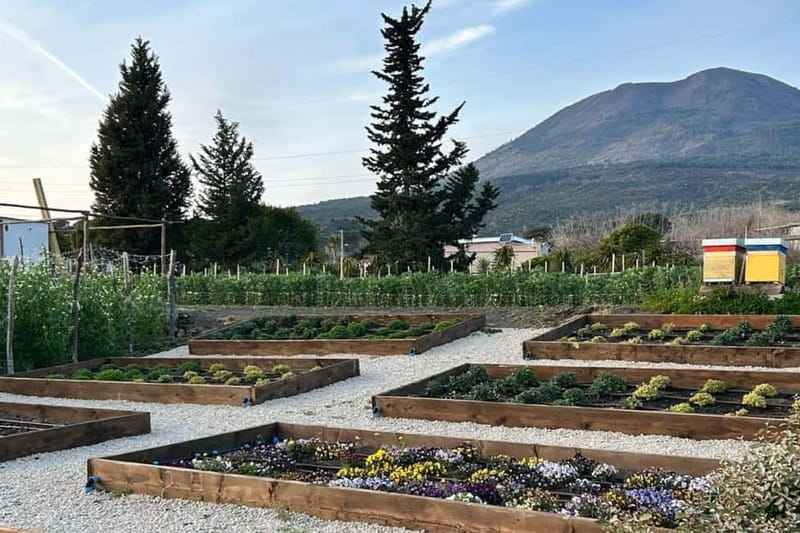 Barbeque on Mount Vesuvius with Panoramic View - The Taste and Views: Authenticity in Every Bite