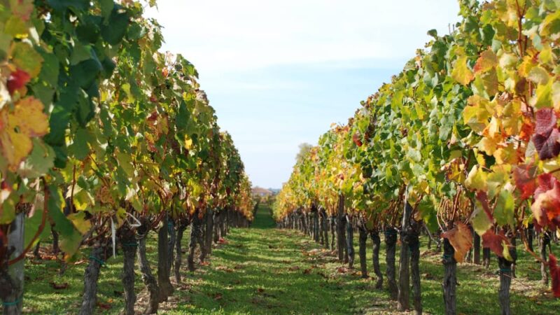 Barcelona: Private E-Bike Tour and Wine Tasting - Who Will Love This Tour?