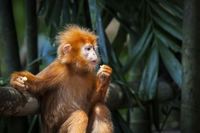 Batu Caves & Firefly Cruise from Kuala Lumpur with Seafood Dinner - FAQs