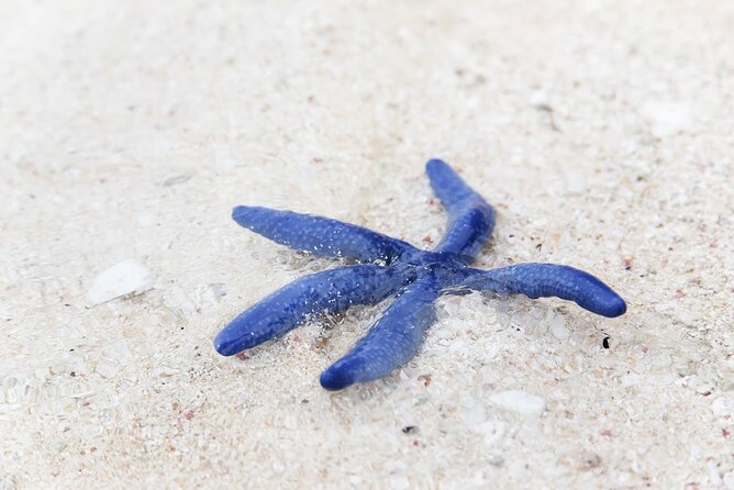 Beachlife & Tidepool Discovery at Desaru Coast Johor |JungleWalla - Final Thoughts