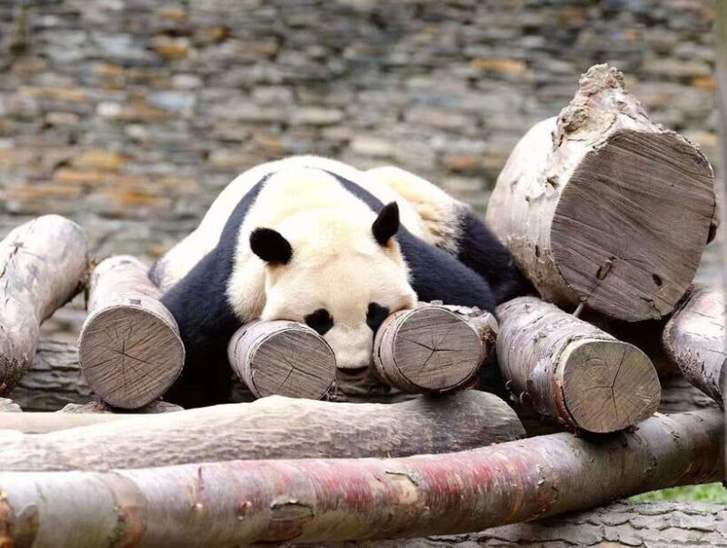 Beijing: The Beijing Zoo Entry Ticket with Pandas - The Value of the Ticket and Tour