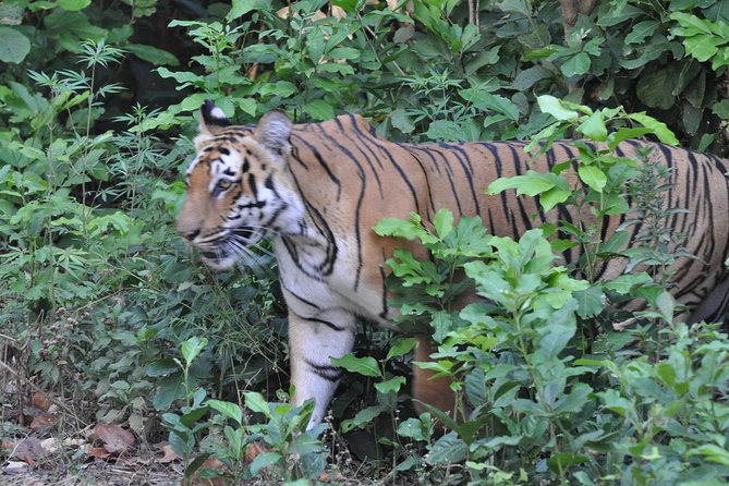 Best Wilderness Experience through Jim Corbett Experience - Staying Inside the Park