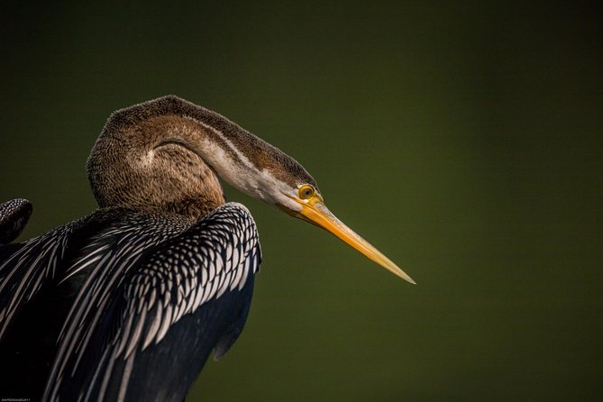 Bharatpur Bird watching & Wildlife from Delhi - Lunch Break and Return Journey