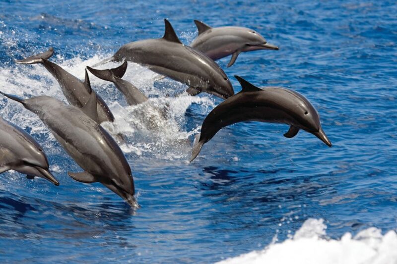 Big Island: 3 Hour Waikoloa Snorkeling & Sailing Adventure - Who Will Love This Tour?