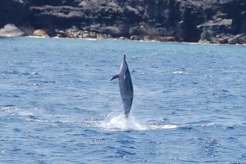Big Island: Kealakekua Bay, Captain Cook & Marine Life Tour - A Detailed Breakdown of the Itinerary