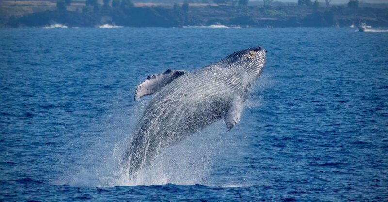Big Island: Kona Super Raft Whale Watch - Why This Tour Offers Good Value