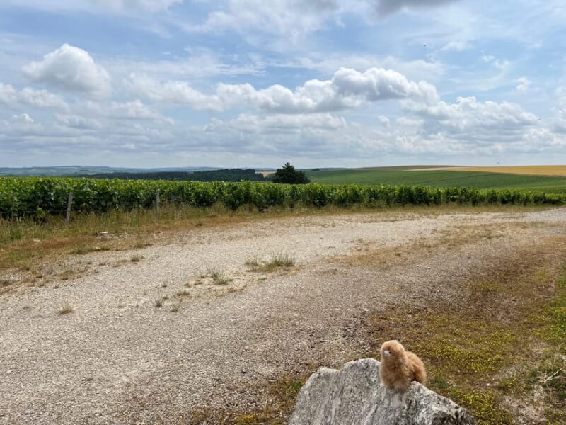 Bordeaux Private Walking & Tasting Tour - Practical Details and What to Expect