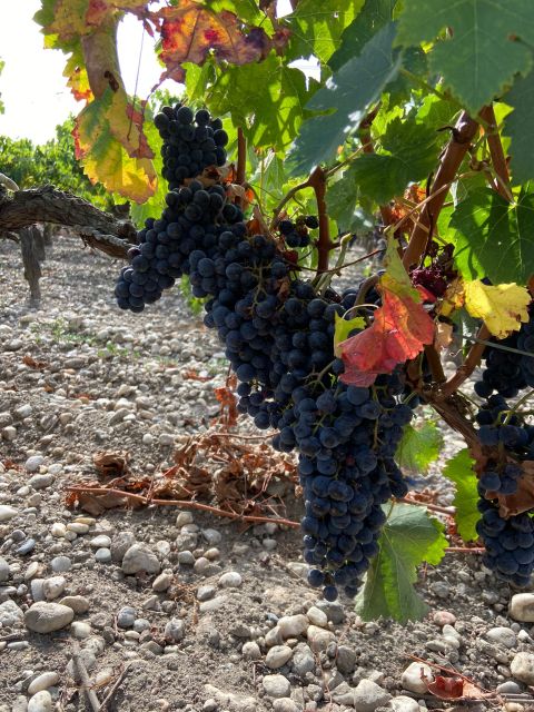 Bordeaux: Saint Emilion Village with Chateaus & Wine Tasting - Who Would Love This Tour?