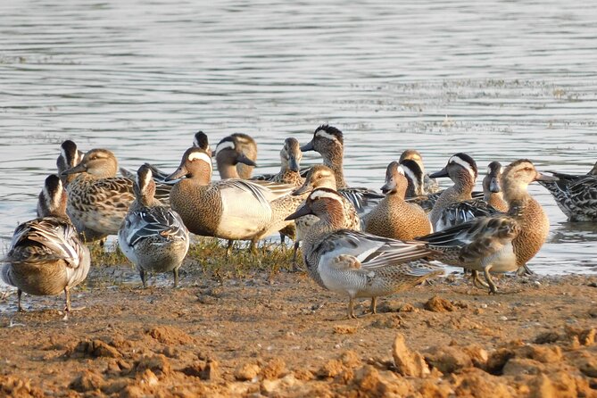 Bundala National Park Safari (PRIVATE TOURS)- Morning & Afternoon - The Sum Up: Is It Worth It?