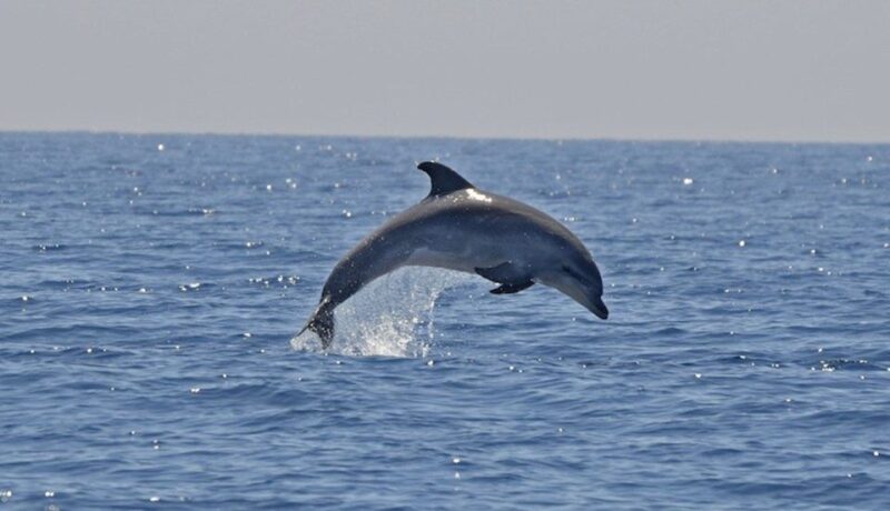 Cagliari: Southwest Chia and Teulada Private Boat Tour - The Sum Up