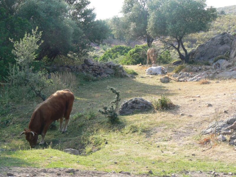 Calvi: Asco Valley 4x4 Day Tour with Guide - Who Will Appreciate This Tour?