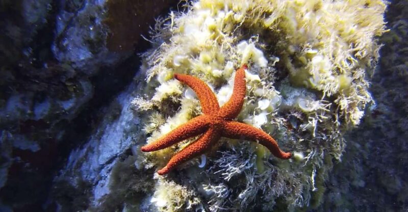 Calvi: Pointe de la Revellata Snorkeling Boat Tour - The Boat Ride and Scenery