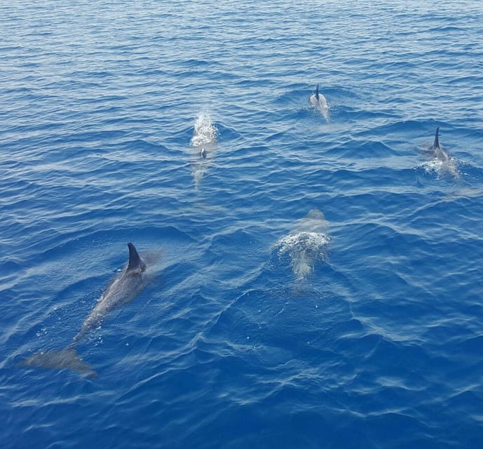 Captain's Choice: Dolphin Watch Sunset Sail - The Value of the Experience