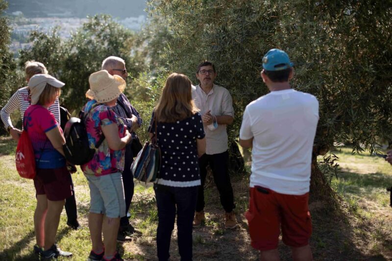 Cazorla: Olive grove and mill tour - Practical Details and Value
