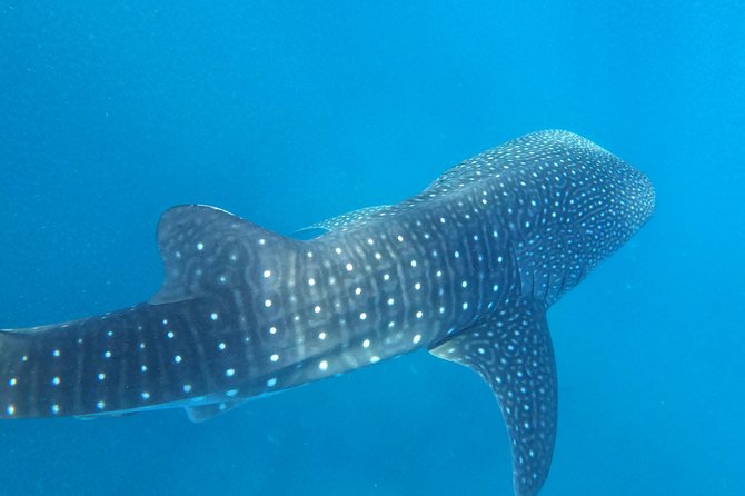 Cebu Whaleshark Tour - Tumalog Falls: Refreshing and Photogenic