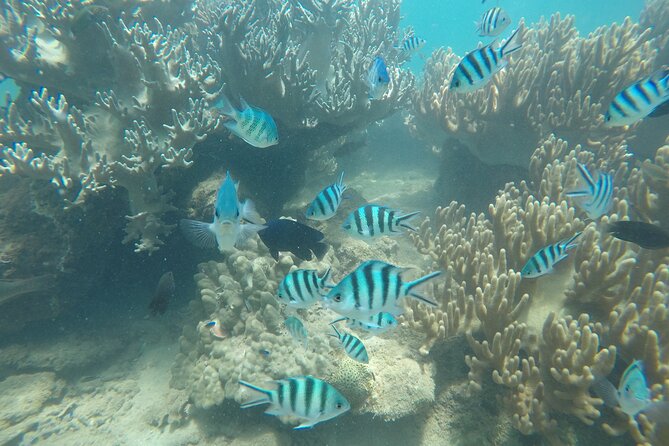 Cham Islands Snorkeling Tour by SpeedBoat from Da Nang - The Sum Up: Who Should Consider This Tour?