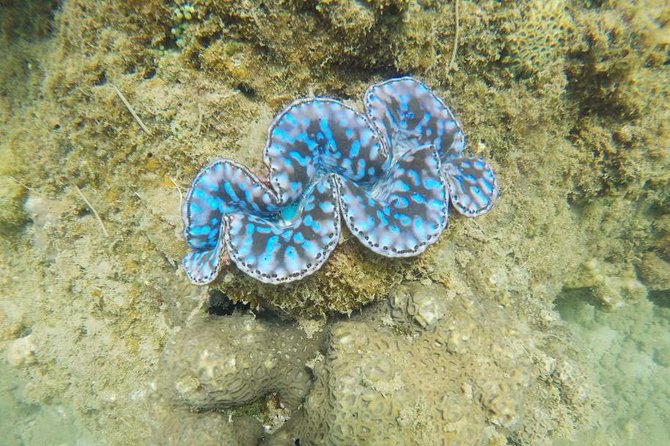 Cham Islands Snorkeling Tour by Wooden Boat from Hoi An - The Review Summary and Authentic Feedback