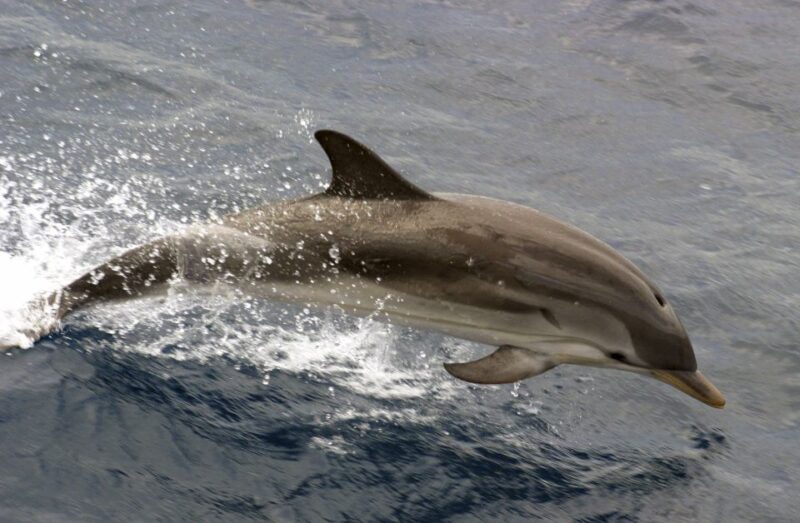Charleston: Sightseeing Harbor Tour & Dolphin Watch - The Itinerary in Detail