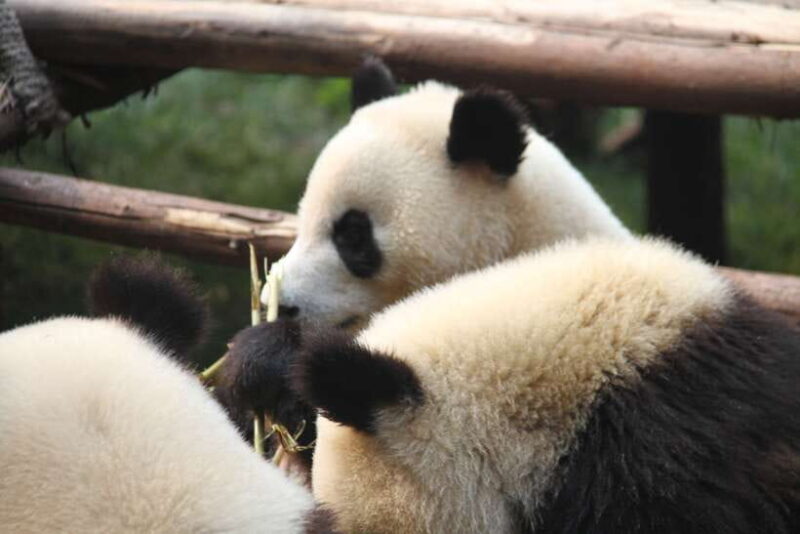 Chengdu: Giant Panda and Leshan Buddha Sall Group Day Tour - FAQs